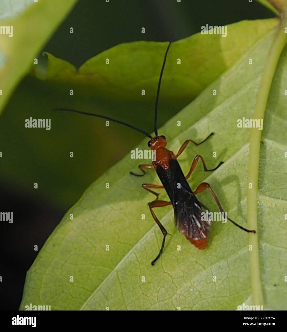 Smooth-headed Mummy Wasp (Aleiodes politiceps) Insecta Stock Photo - Alamy