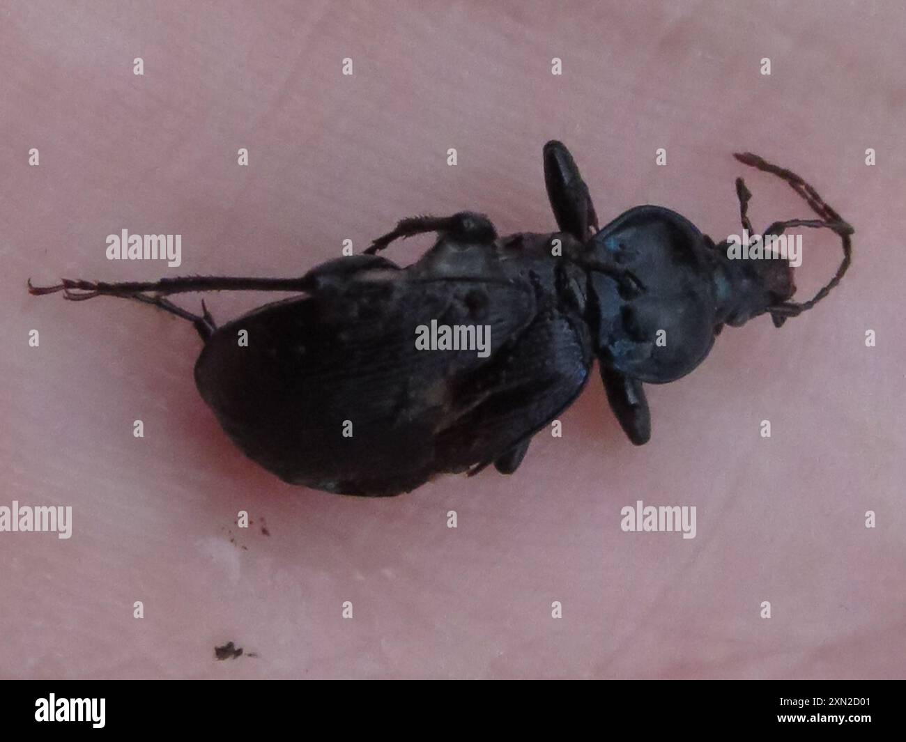 Sphaeroderus stenostomus hi-res stock photography and images - Alamy