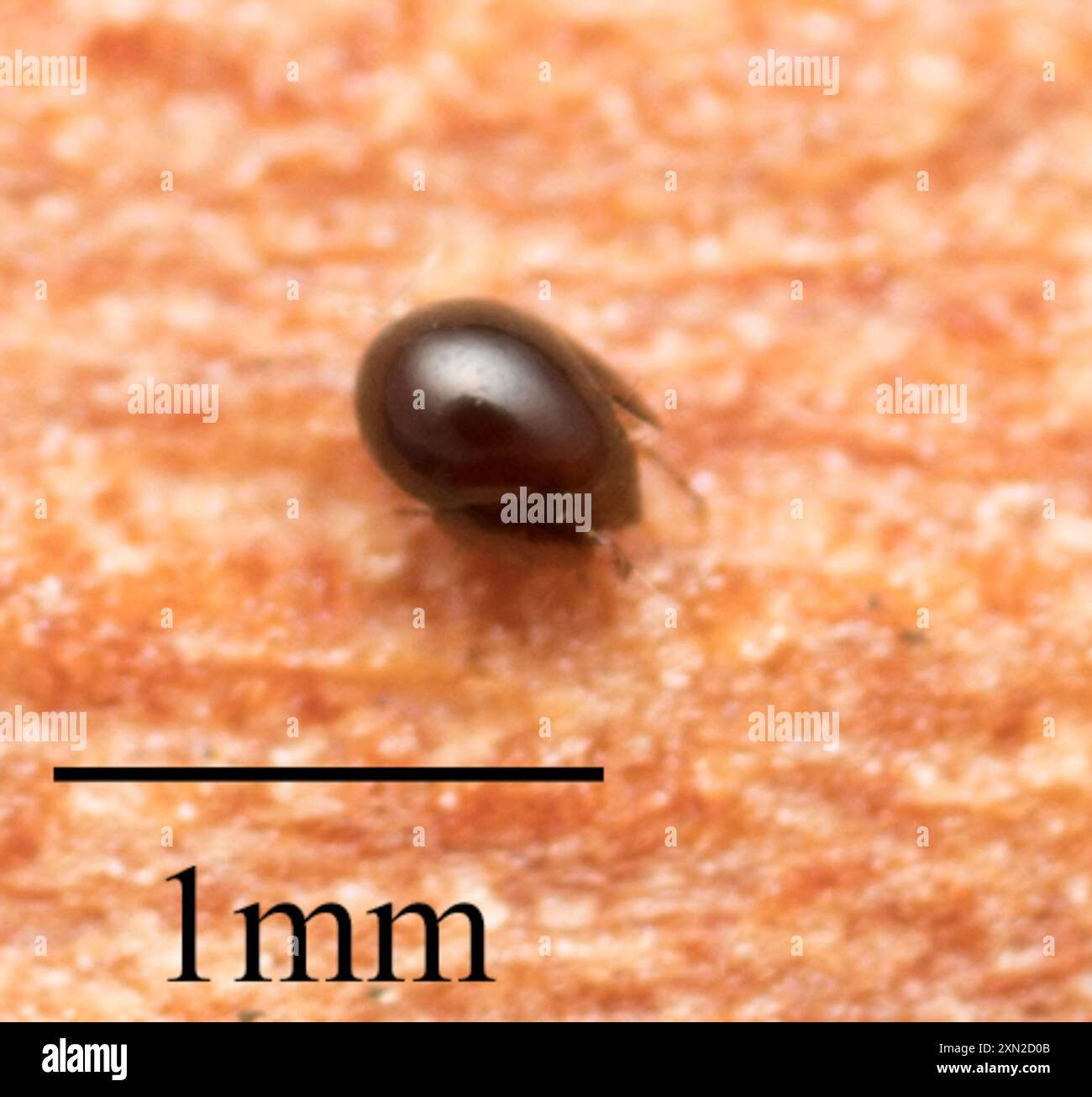 Mites and Ticks (Acari) Arachnida Stock Photo - Alamy