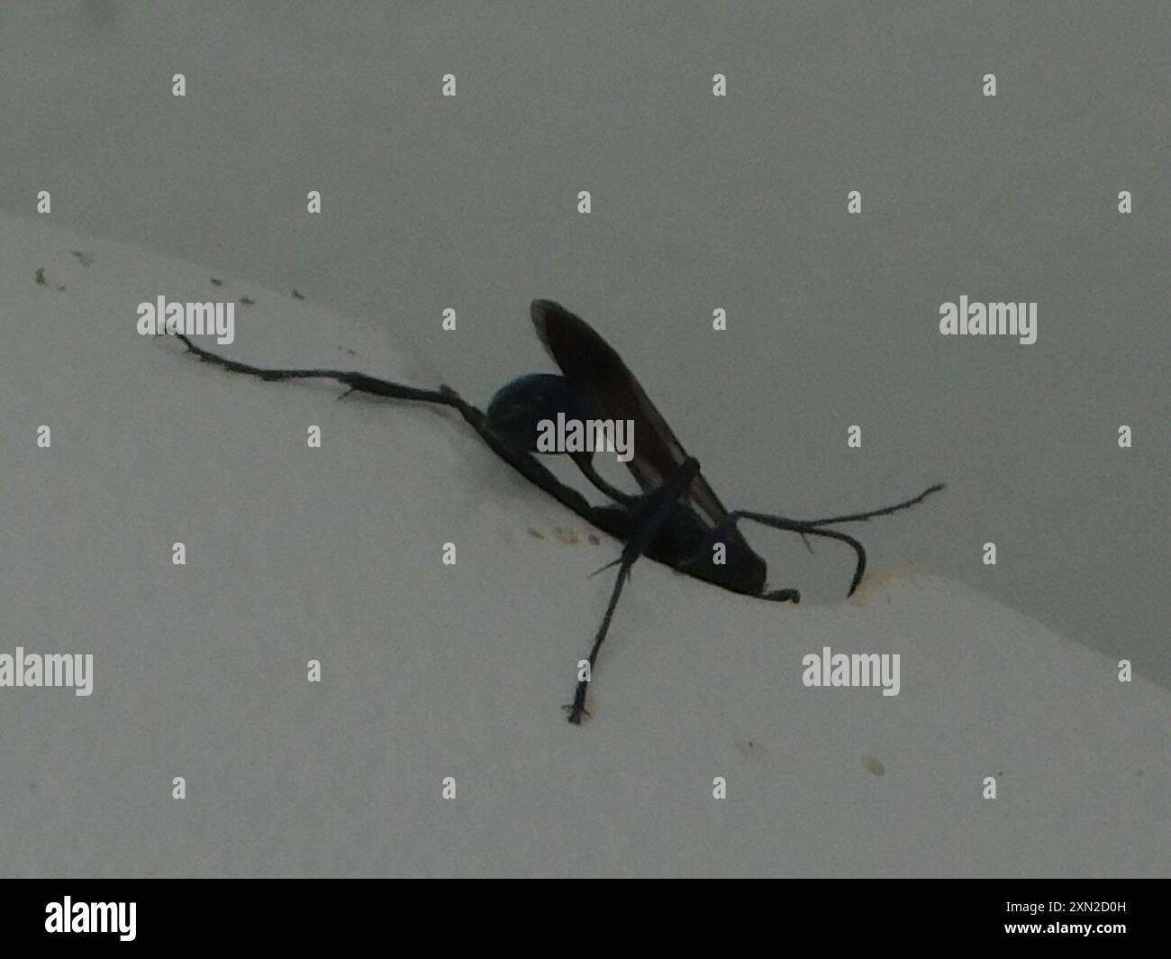 Cricket hunter wasp hi-res stock photography and images - Alamy