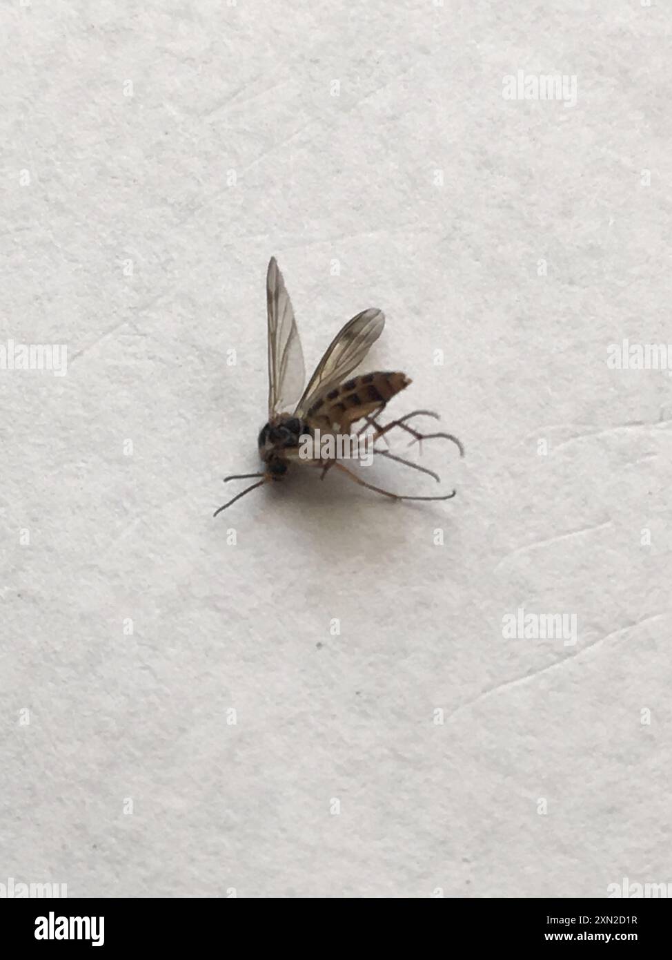 Fungus Gnats and Gall Midges (Sciaroidea) Insecta Stock Photo - Alamy