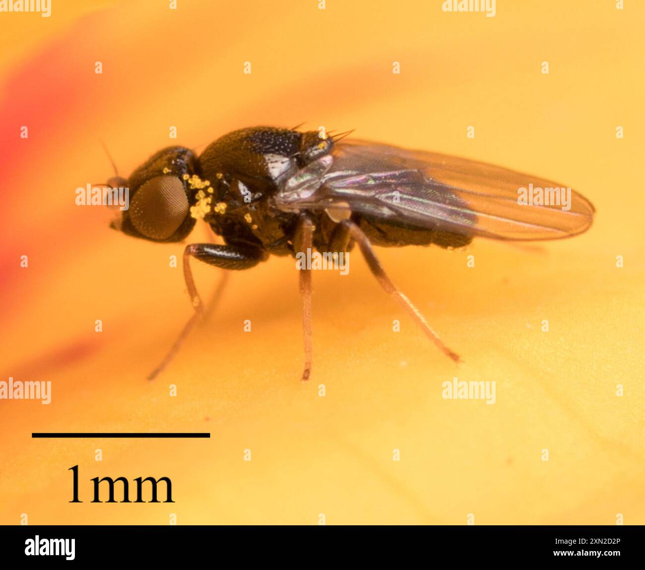 Freeloader Flies (Milichiidae) Insecta Stock Photo - Alamy