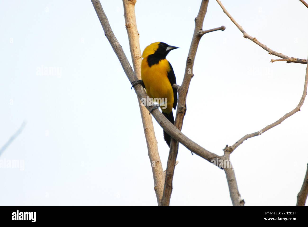Yellow-backed Oriole (Icterus chrysater) Aves Stock Photo - Alamy