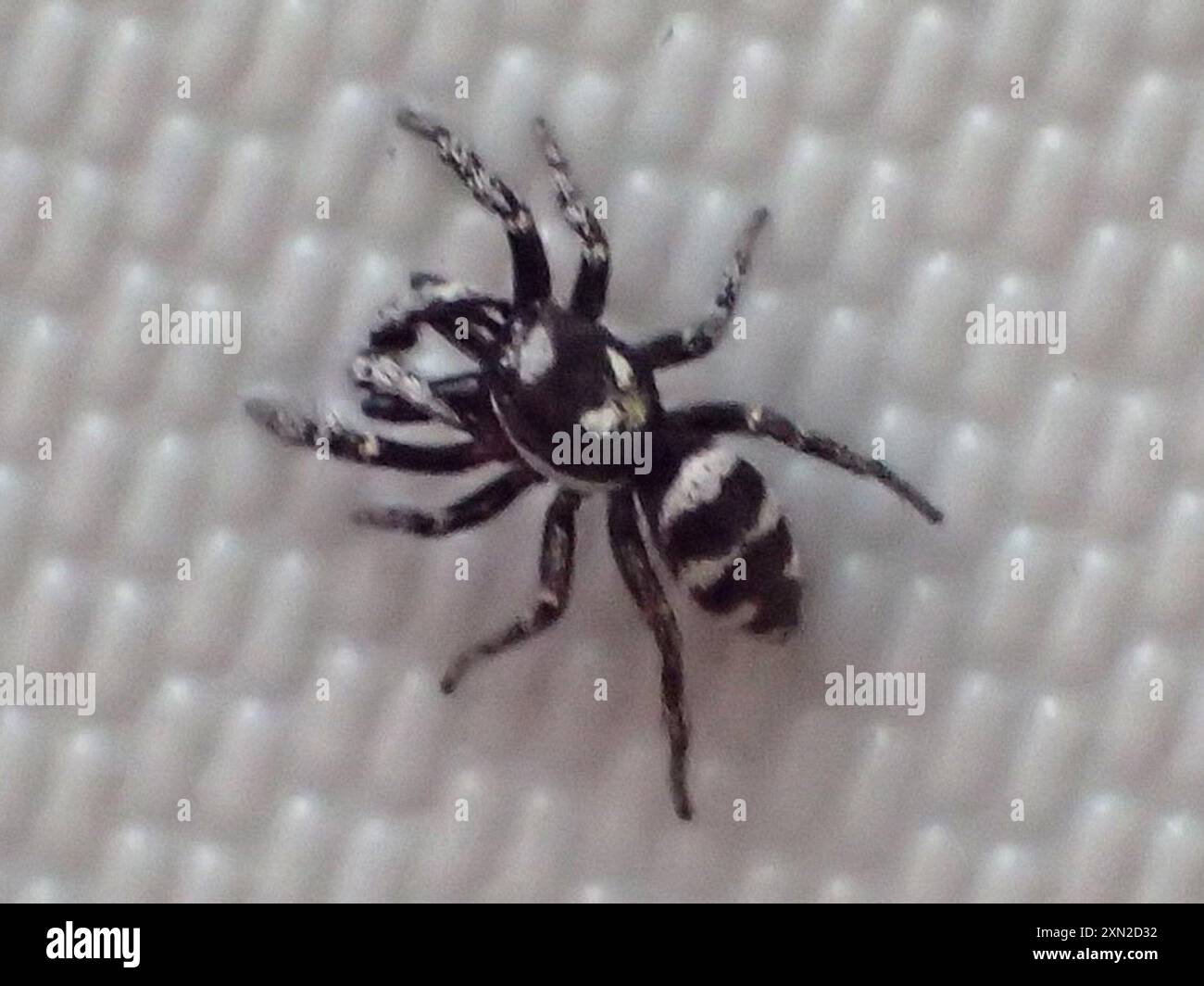 Zebra Jumping Spider (Salticus scenicus) Arachnida Stock Photo - Alamy