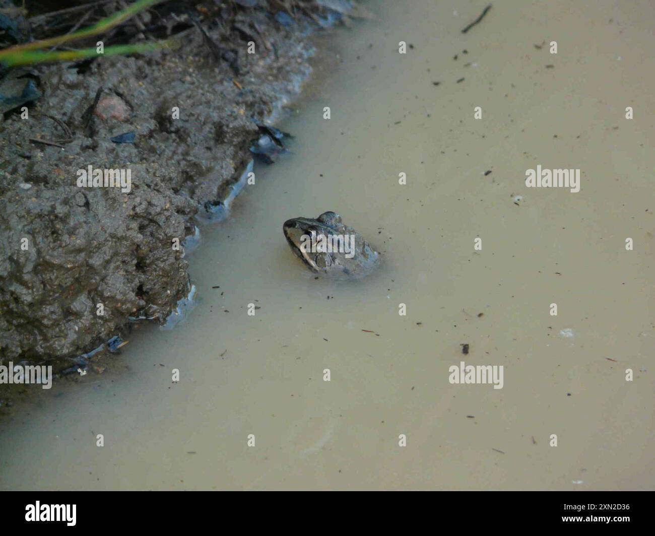Italian Pool Frog (Pelophylax lessonae bergeri) Amphibia Stock Photo ...