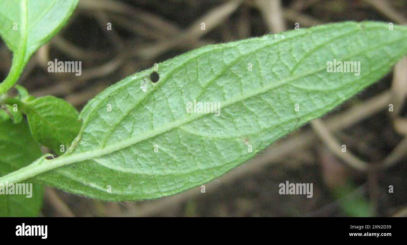 Yellow Justicia (Justicia flava) Plantae Stock Photo - Alamy