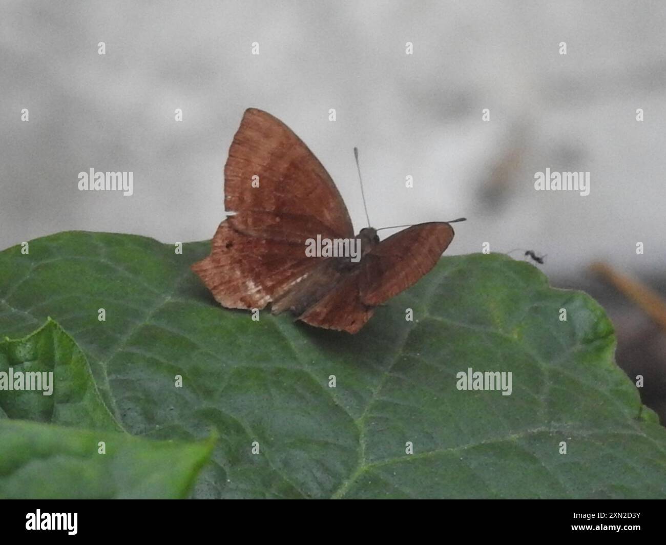 Abisara hi-res stock photography and images - Alamy