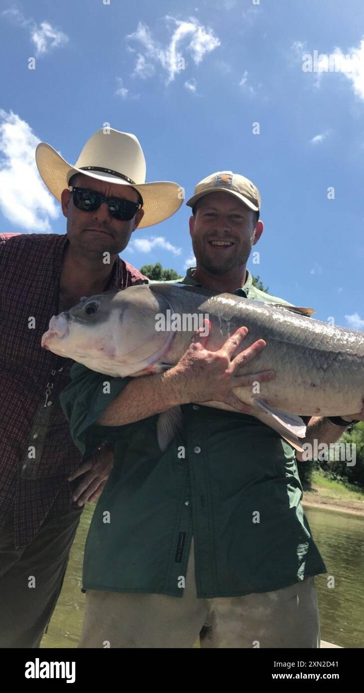 Bigmouth buffalo ictiobus cyprinellus hi-res stock photography and ...