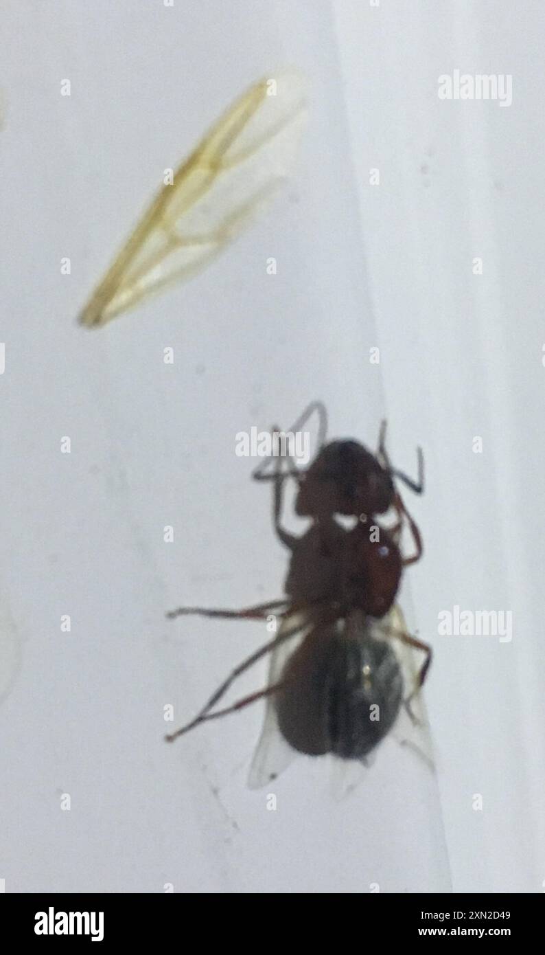 Florida Carpenter Ant (Camponotus floridanus) Insecta Stock Photo - Alamy