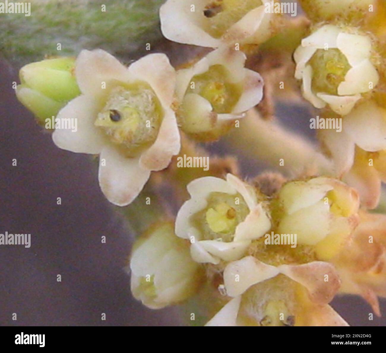 Bushveld Hairy Guarri (Euclea natalensis angustifolia) Plantae Stock ...