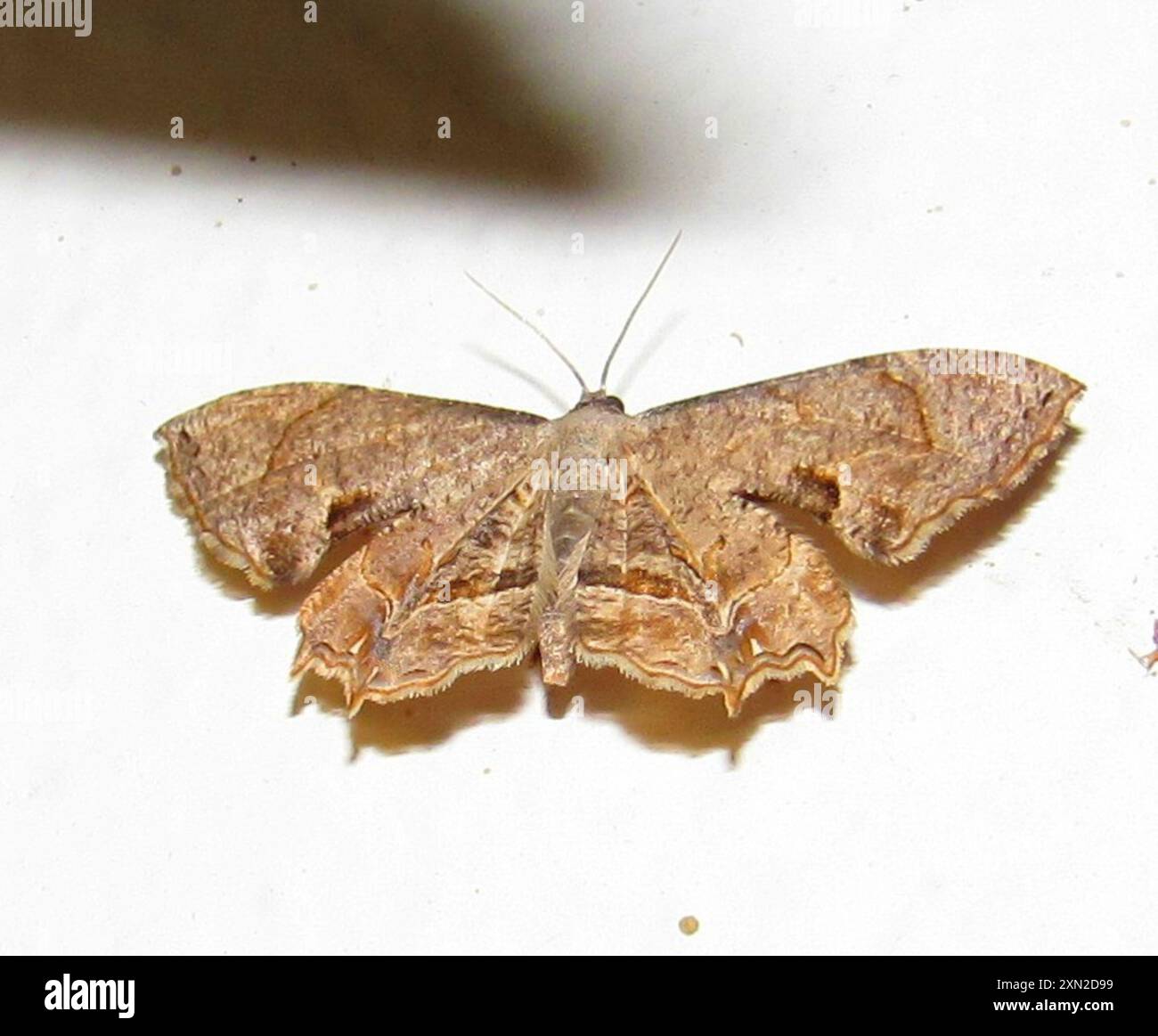 Epiplema hi-res stock photography and images - Alamy