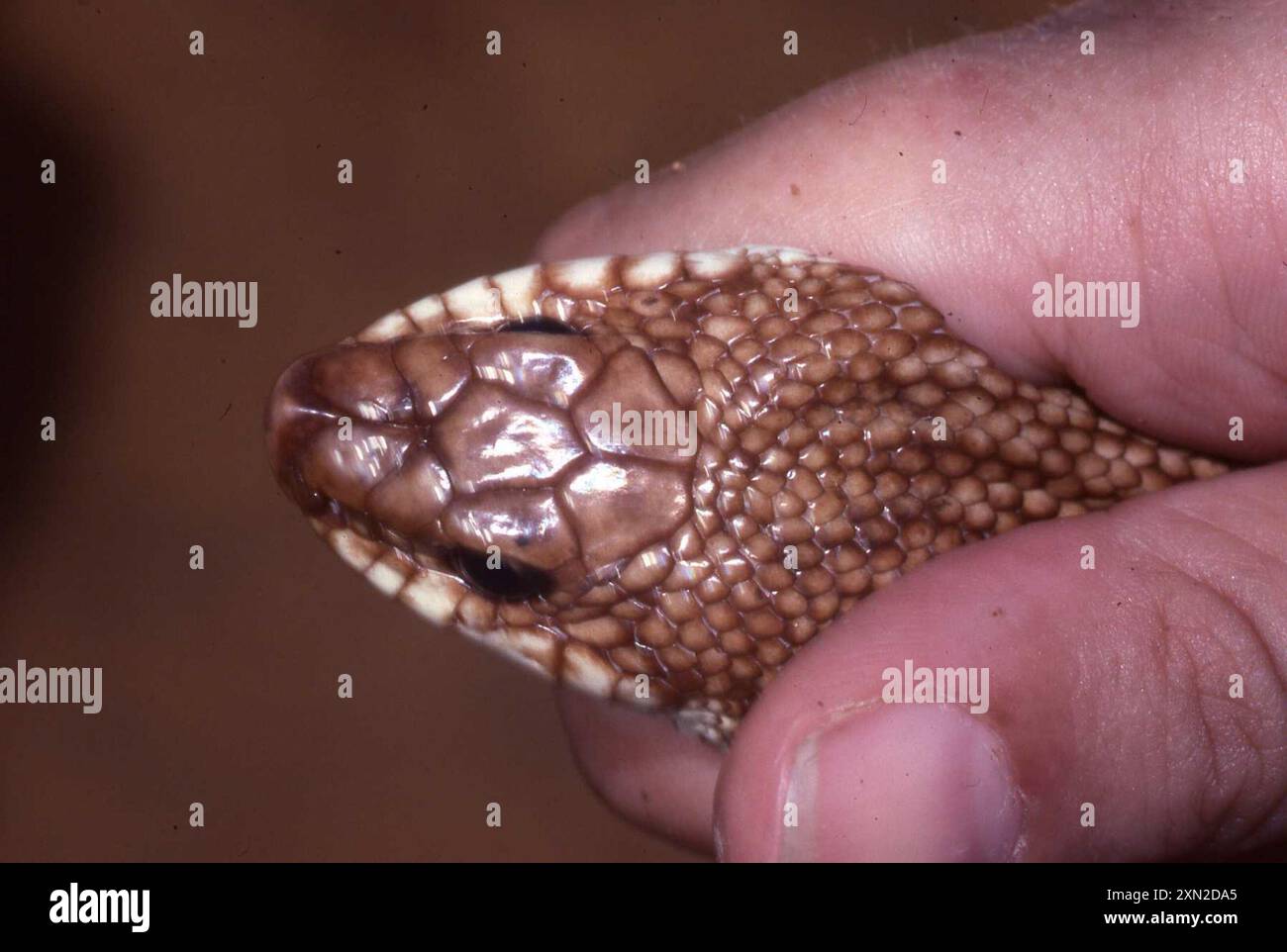 Reticulated Hognose Snake (Leioheterodon geayi) Reptilia Stock Photo ...