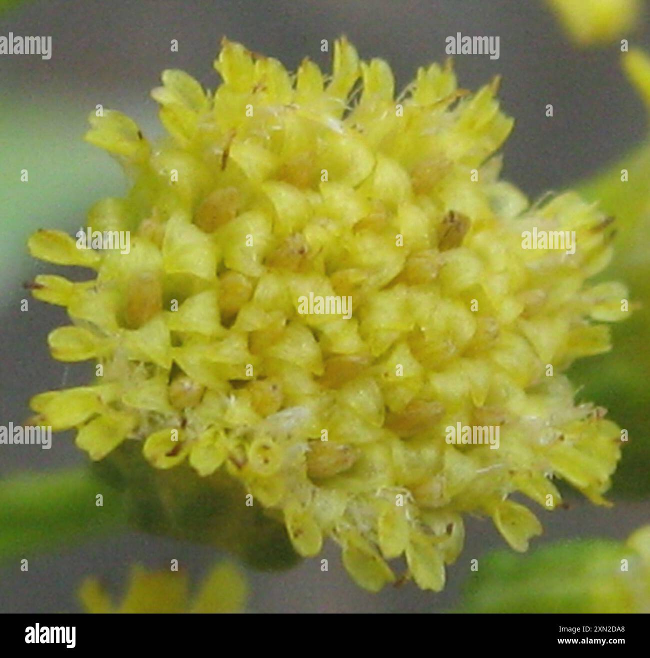 Sticky Psiadia (Psiadia punctulata) Plantae Stock Photo - Alamy