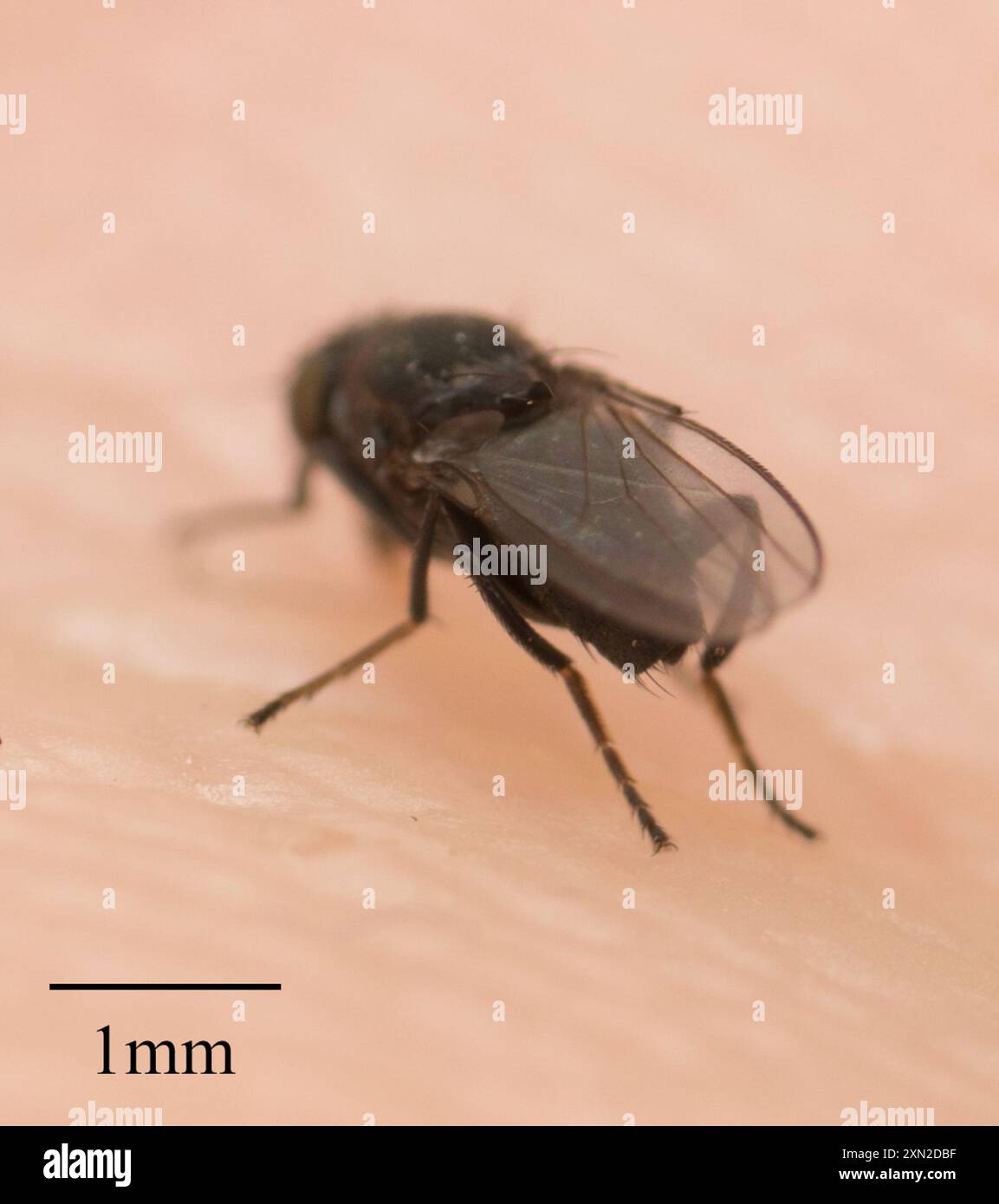 Freeloader Flies (Milichiidae) Insecta Stock Photo - Alamy