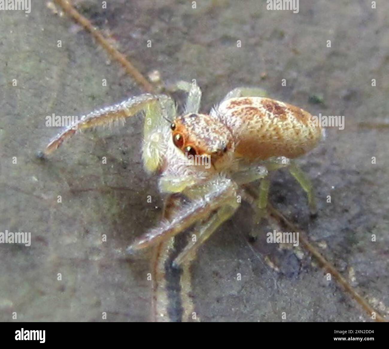 White jawed jumping spider hi-res stock photography and images - Alamy