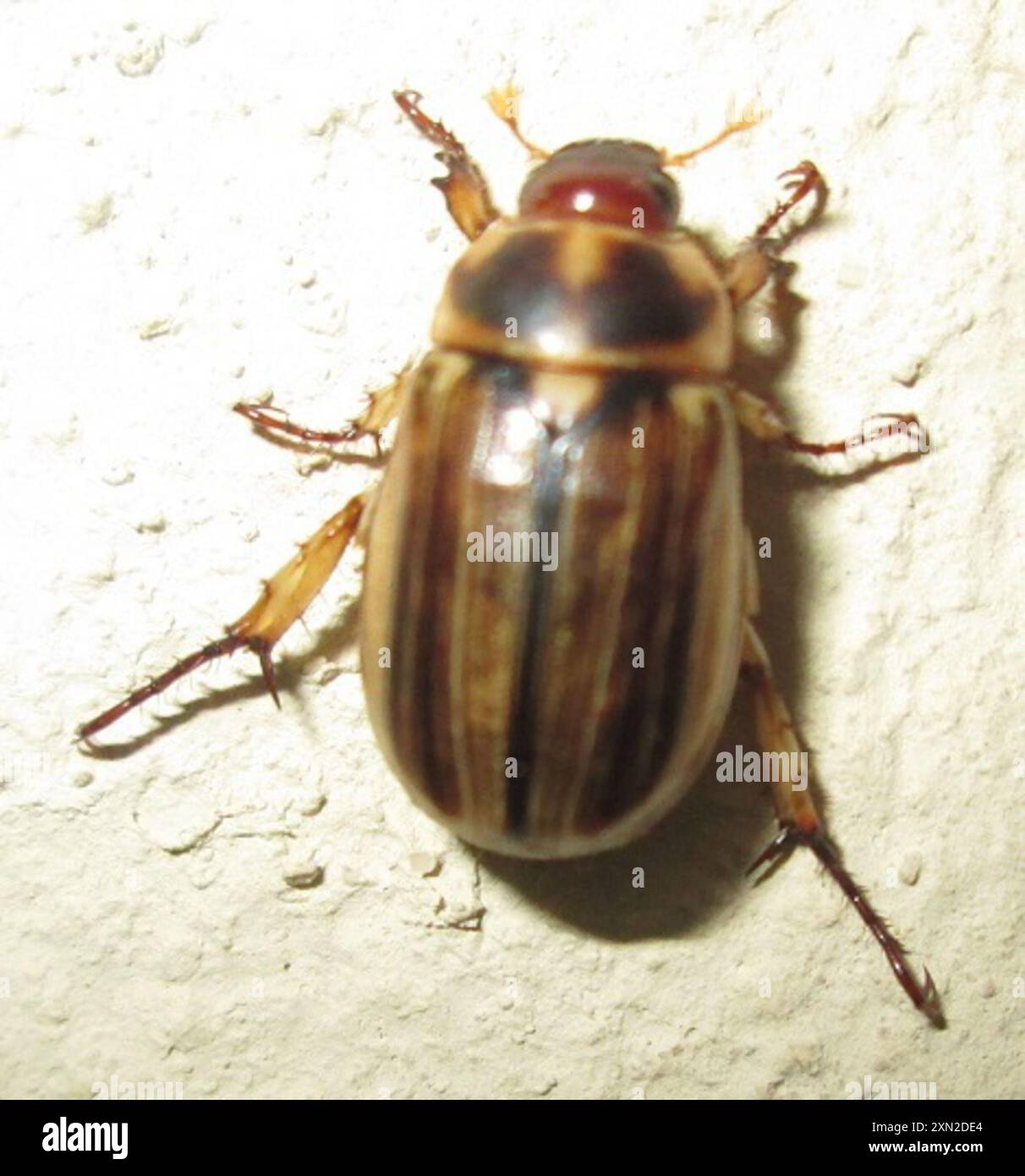 Shining Leaf Chafers (Rutelinae) Insecta Stock Photo - Alamy