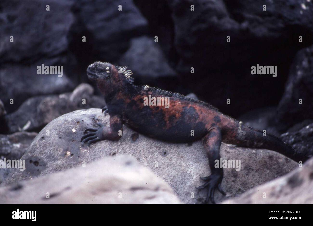 Santa Fe Marine Iguana (Amblyrhynchus cristatus trillmichi) Reptilia ...