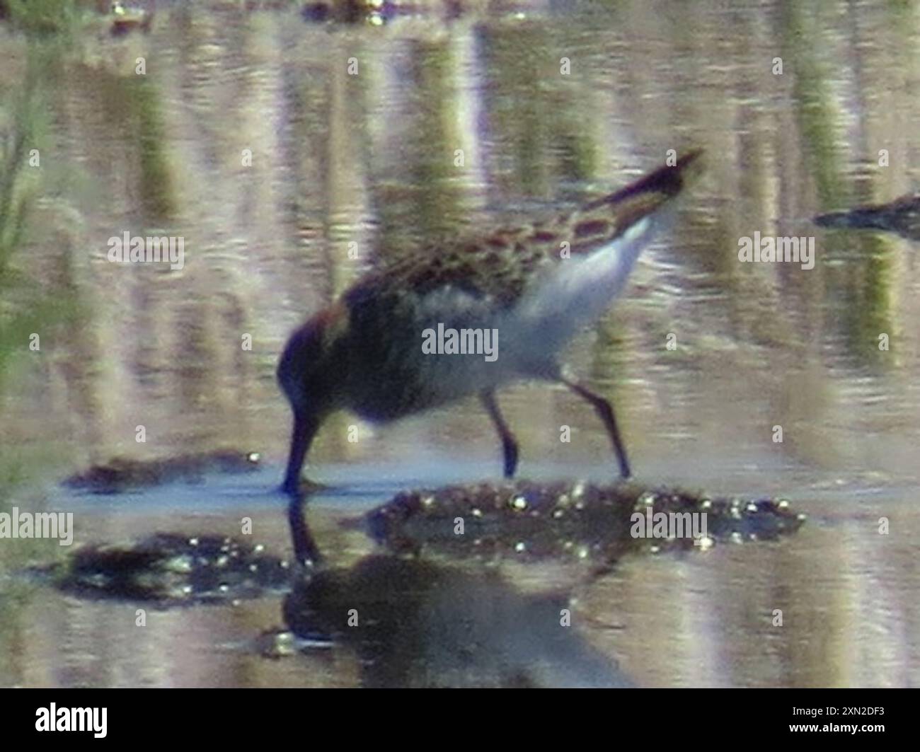 Western Sandpiper (Calidris mauri) Aves Stock Photo - Alamy