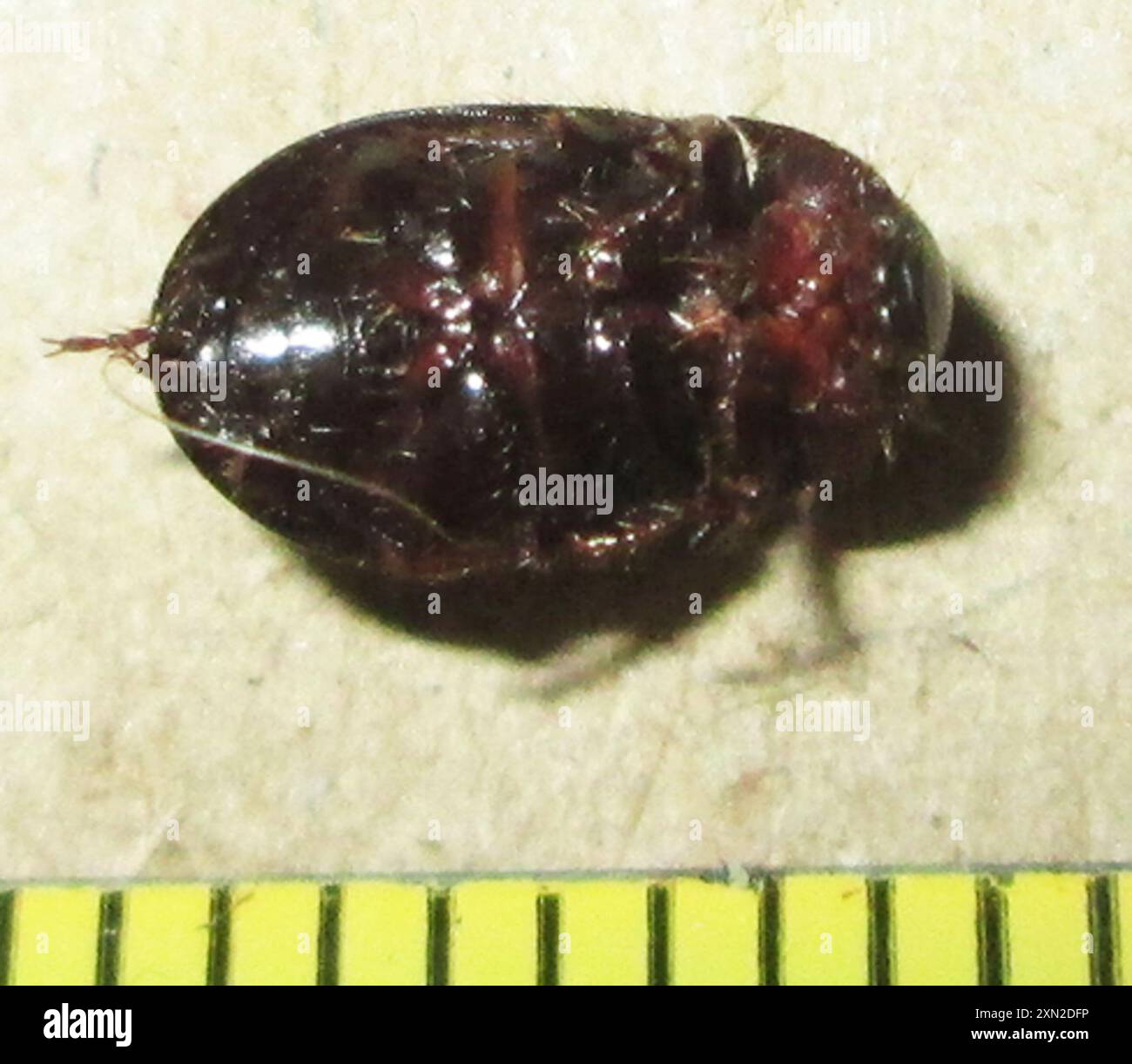 Scavenger and Pill Scarab Beetles (Hybosoridae) Insecta Stock Photo - Alamy