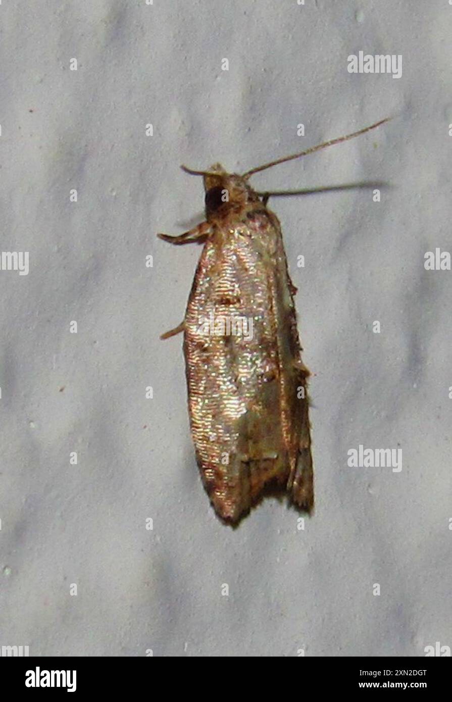 Tortricine Leafroller Moths (Tortricinae) Insecta Stock Photo - Alamy