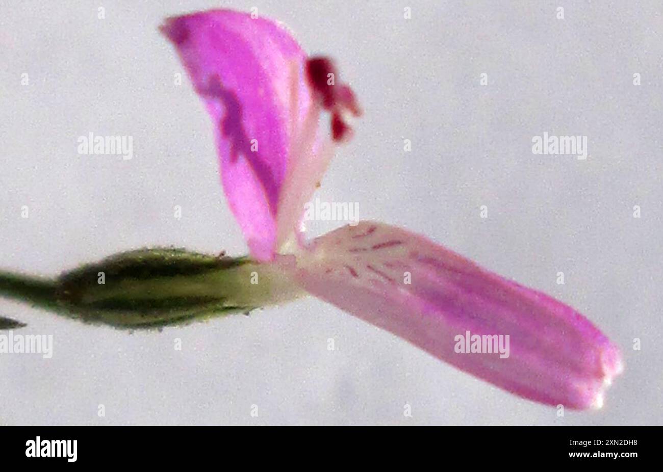 Panicled Foldwing (Dicliptera paniculata) Plantae Stock Photo - Alamy