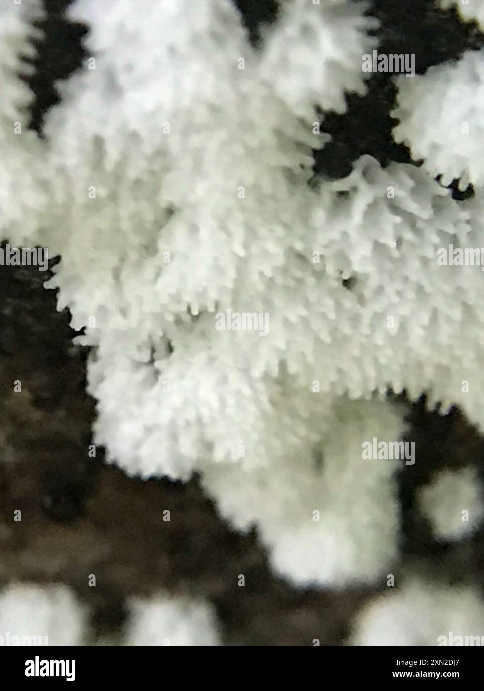 Honeycomb Coral Slime Mold (Ceratiomyxa fruticulosa) Protozoa Stock ...
