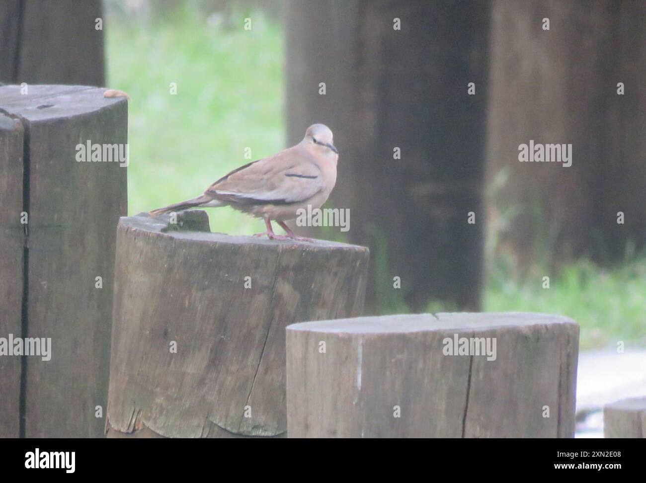 Picuí Ground Dove (Columbina picui) Aves Stock Photo - Alamy