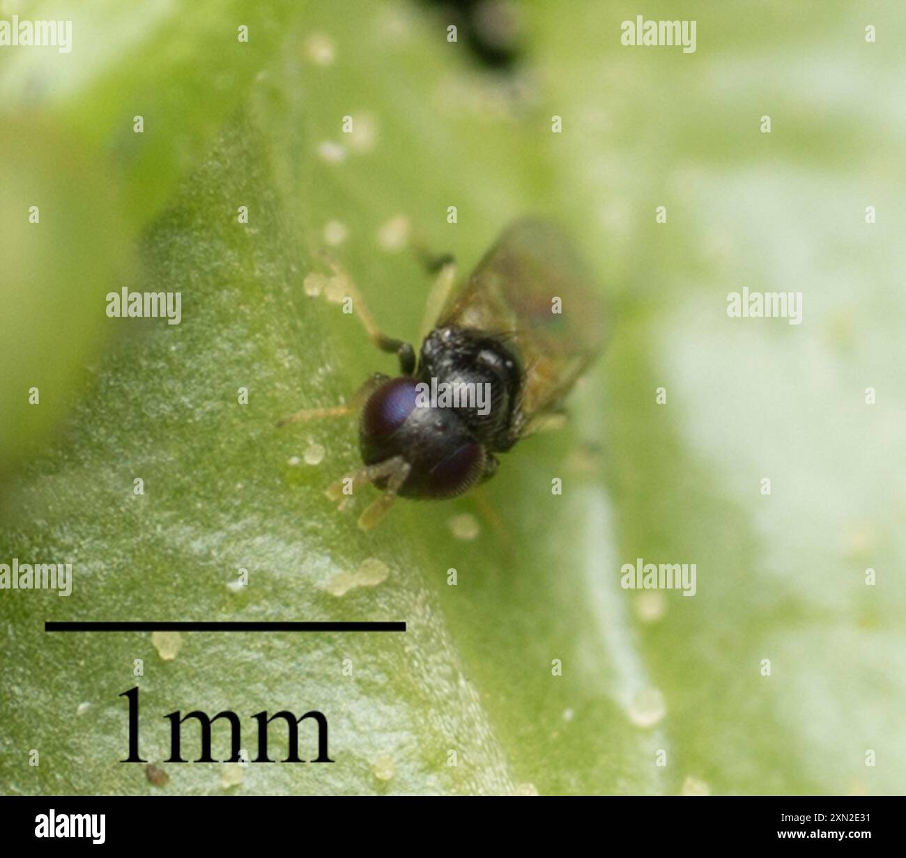 Aphelinidae hi-res stock photography and images - Alamy