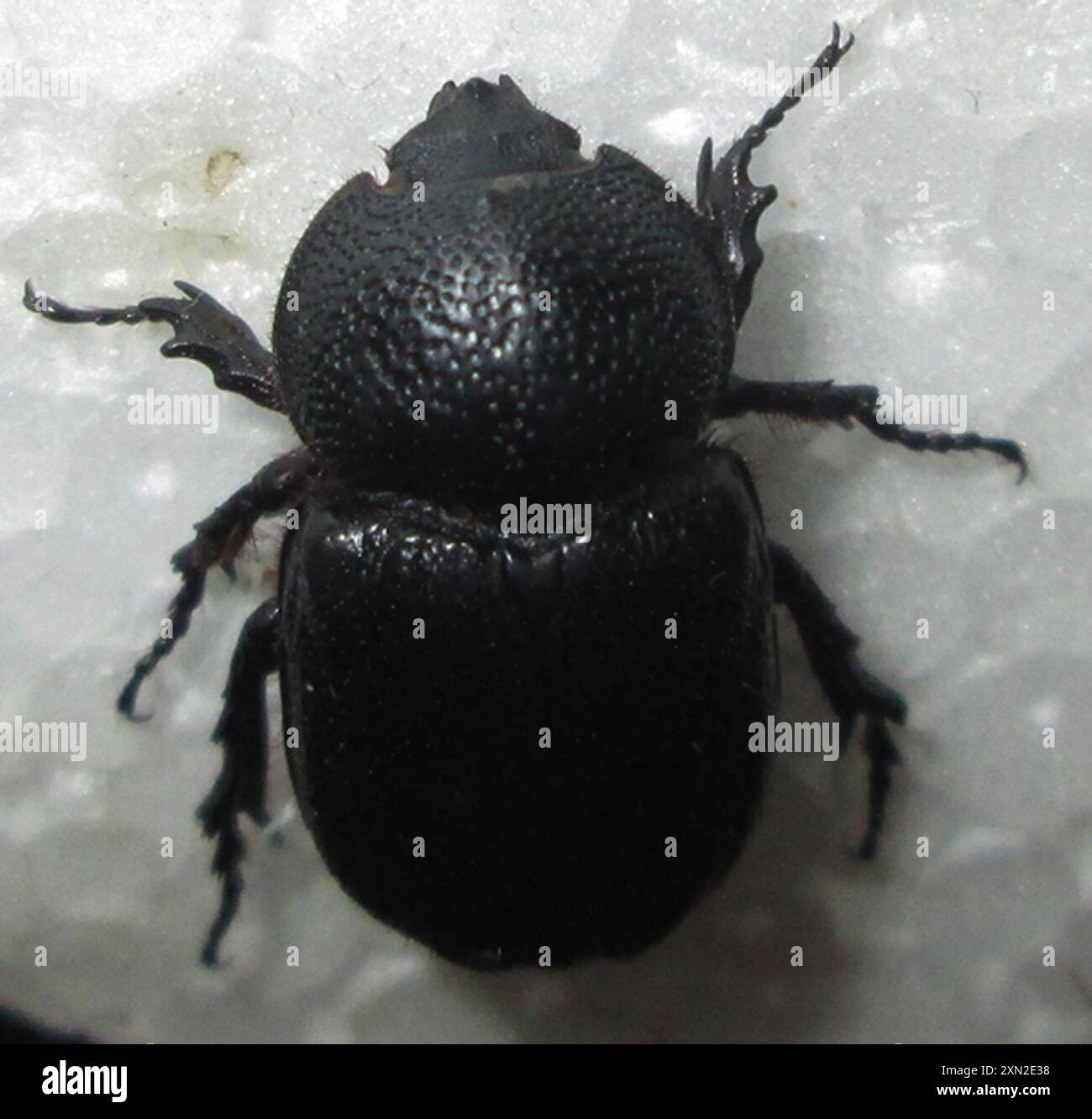 Rhinoceros Beetles (Dynastinae) Insecta Stock Photo - Alamy