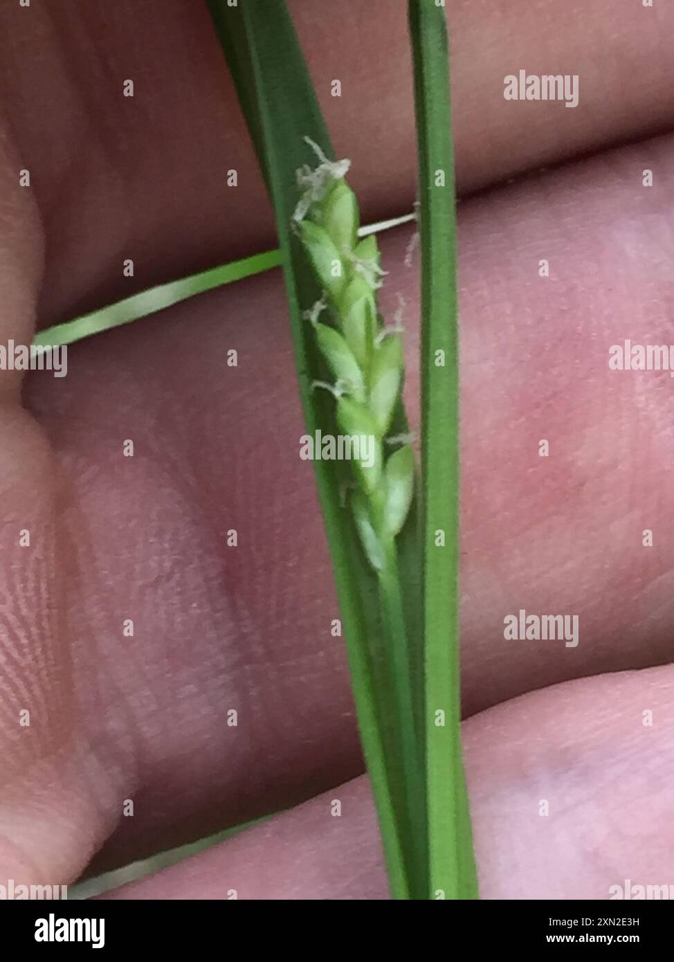 Carex sect. Paniceae (Paniceae) Plantae Stock Photo - Alamy