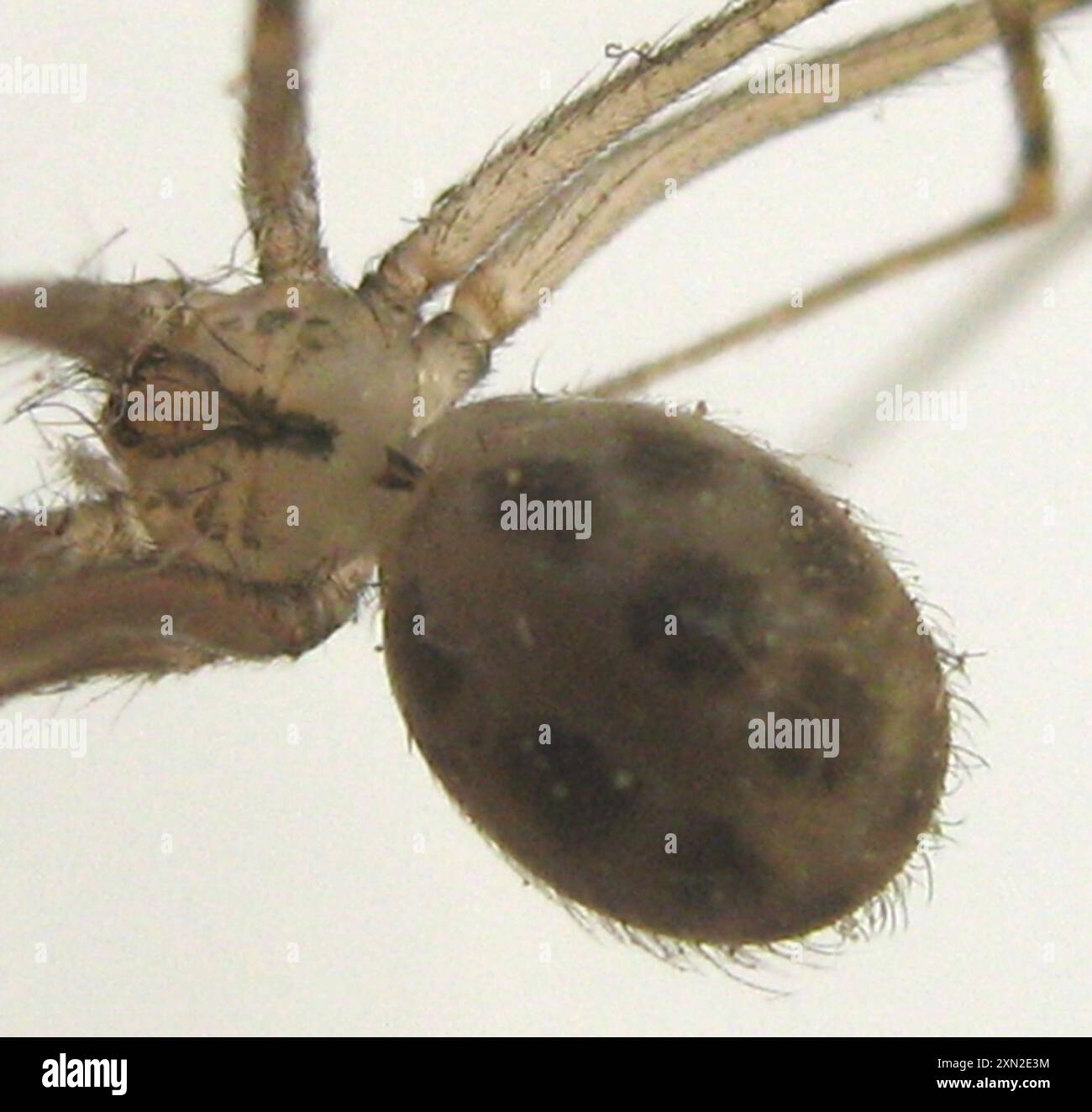 Cellar Spiders (Pholcidae) Arachnida Stock Photo - Alamy