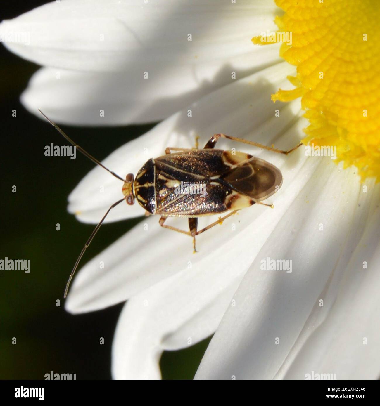 North American Tarnished Plant Bug (Lygus lineolaris) Insecta Stock ...