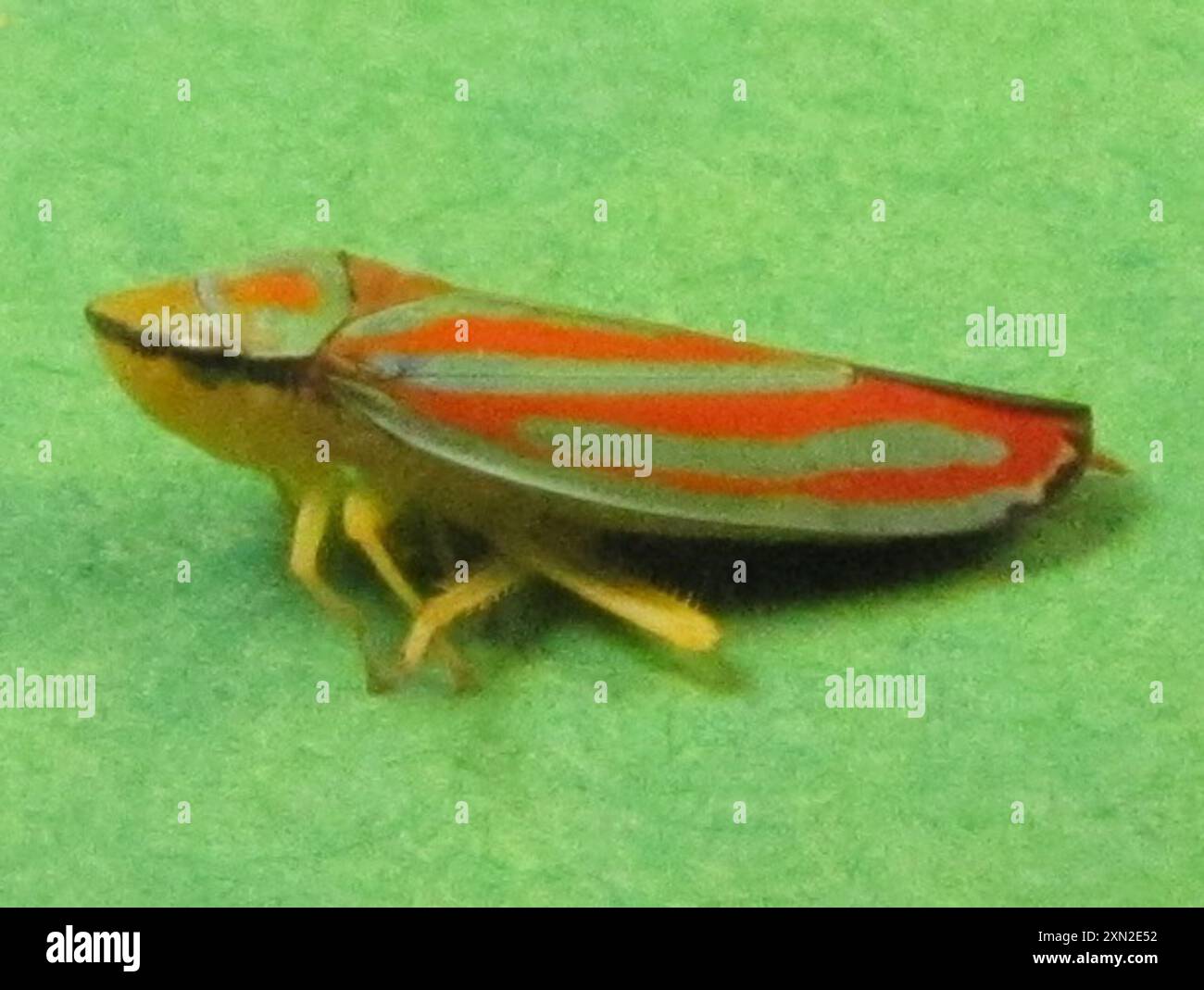 Red-banded Leafhopper (Graphocephala coccinea) Insecta Stock Photo - Alamy
