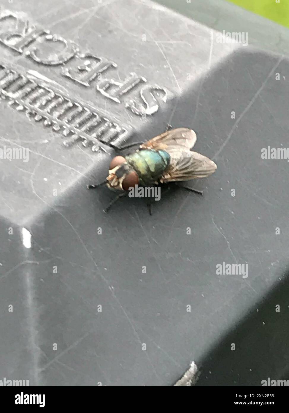 Black Blow Fly (Phormia regina) Insecta Stock Photo - Alamy