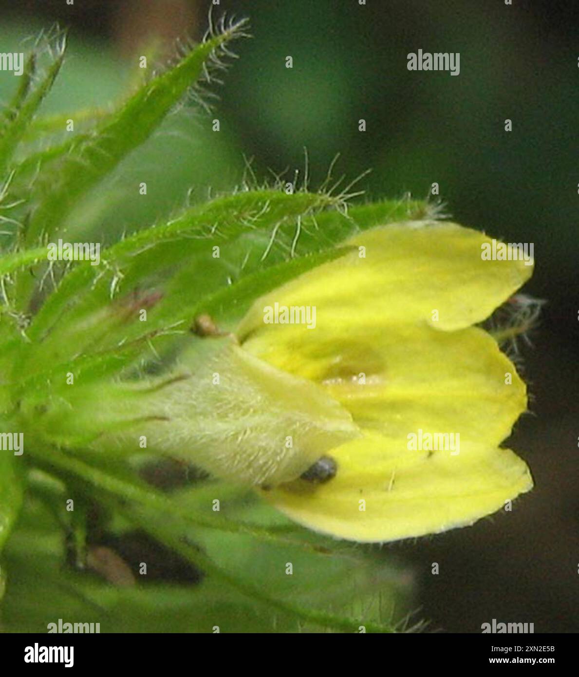 Yellow Justicia (Justicia flava) Plantae Stock Photo - Alamy