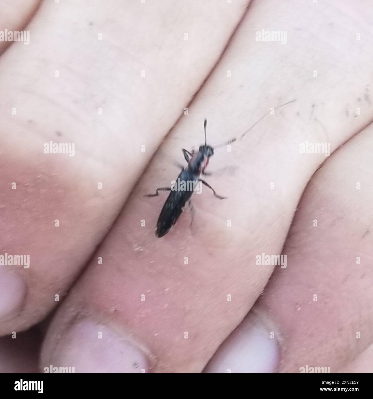 Slender Lizard Beetle (Acropteroxys gracilis) Insecta Stock Photo - Alamy