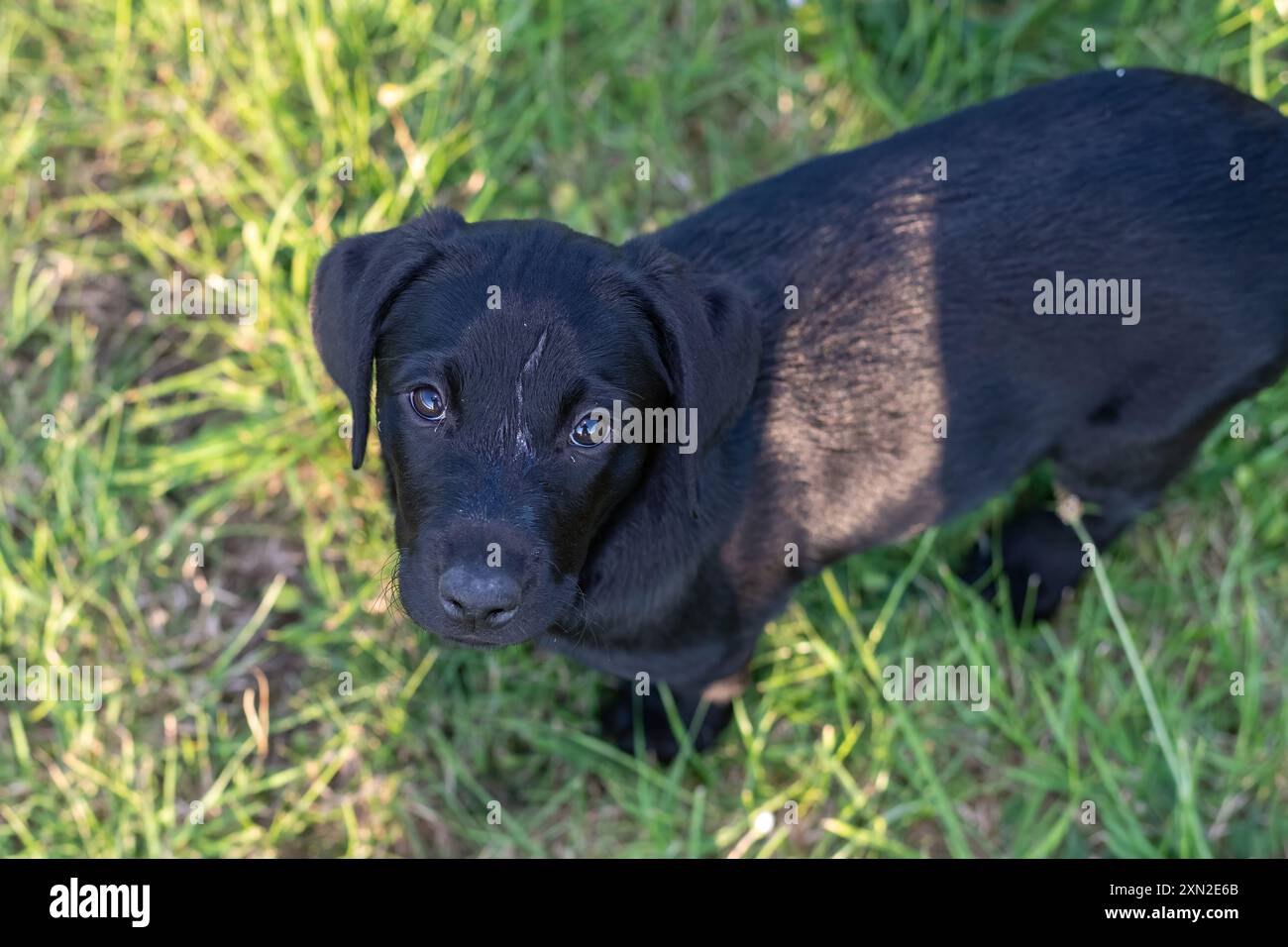 Cute portrait of an 8 week old black Labrador puppy laying down on the ...