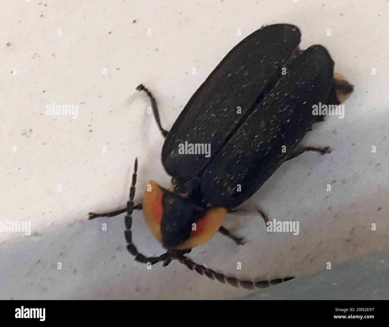 Black Firefly (Lucidota atra) Insecta Stock Photo - Alamy