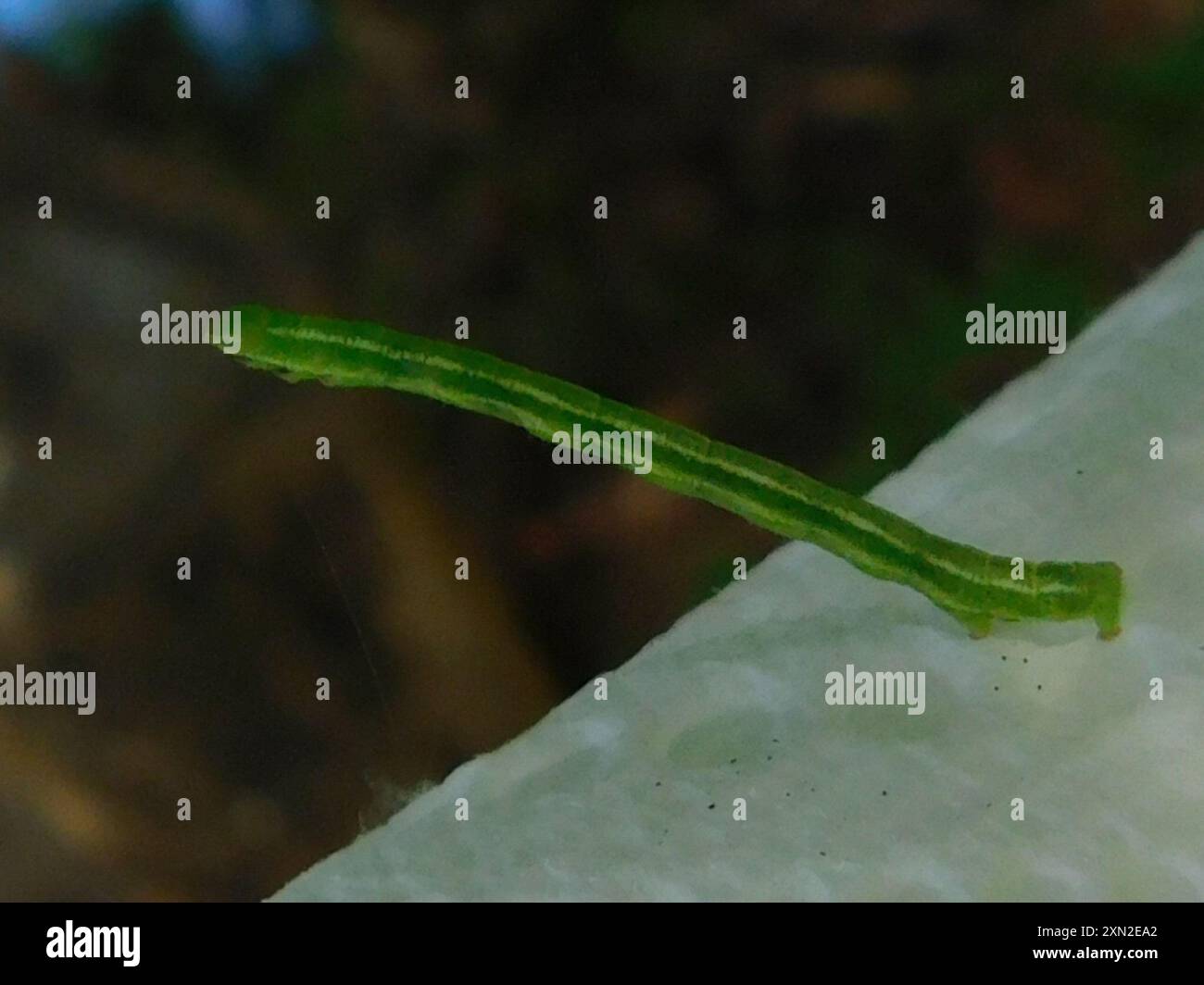Geometer Moths (Geometridae) Insecta Stock Photo - Alamy