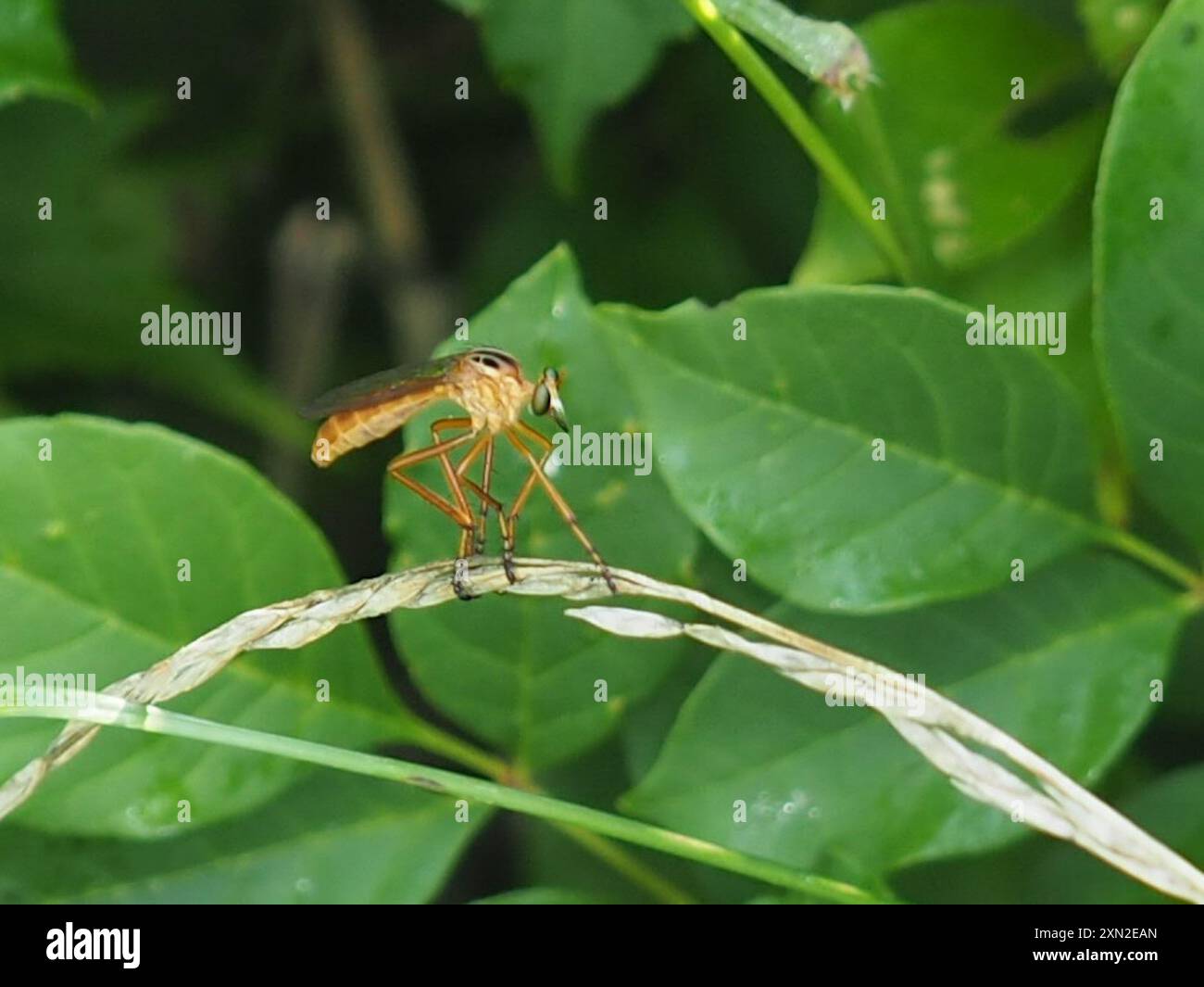Plain-tailed Hanging Thief (Diogmites neoternatus) Insecta Stock Photo ...