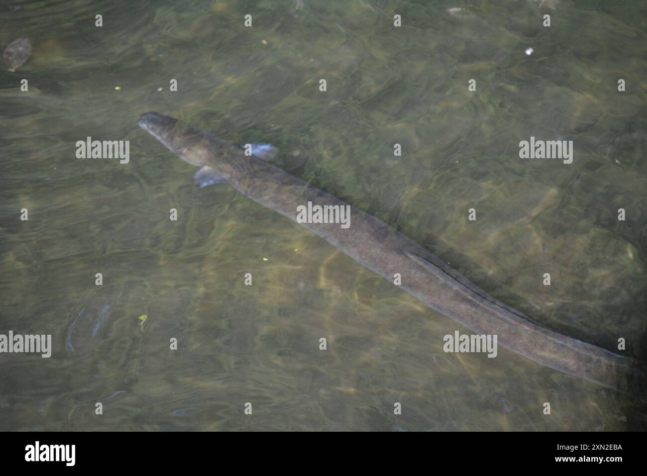 Short-finned Eel (Anguilla australis) Actinopterygii Stock Photo - Alamy