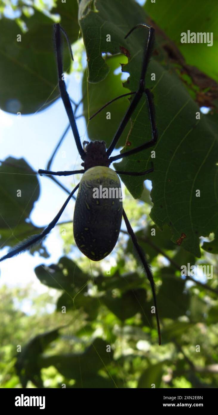 Hairy Golden Orb-weaving Spider (Trichonephila fenestrata) Arachnida ...
