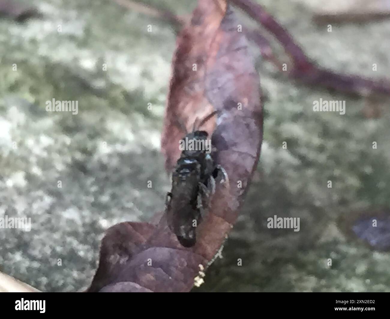 Ants, Bees, and Stinging Wasps (Aculeata) Insecta Stock Photo - Alamy