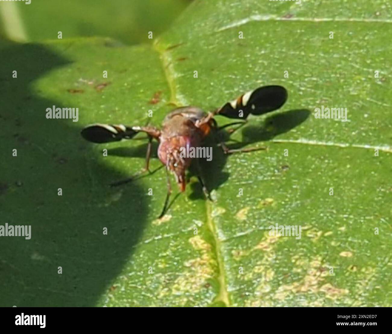 Common Picture-winged Fly (Delphinia picta) Insecta Stock Photo - Alamy