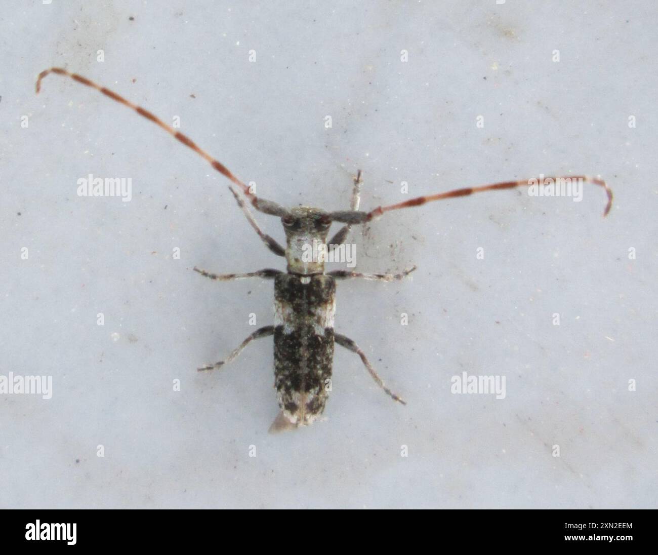 (Eunidia spilotoides) Insecta Stock Photo - Alamy