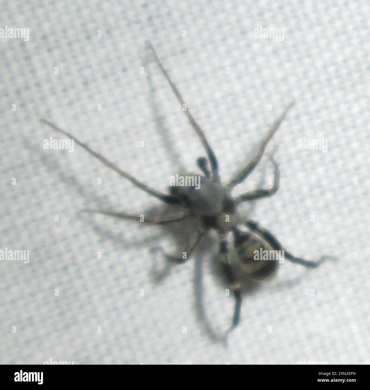 Ground and Ant-mimic Sac Spiders (Corinnidae) Arachnida Stock Photo - Alamy