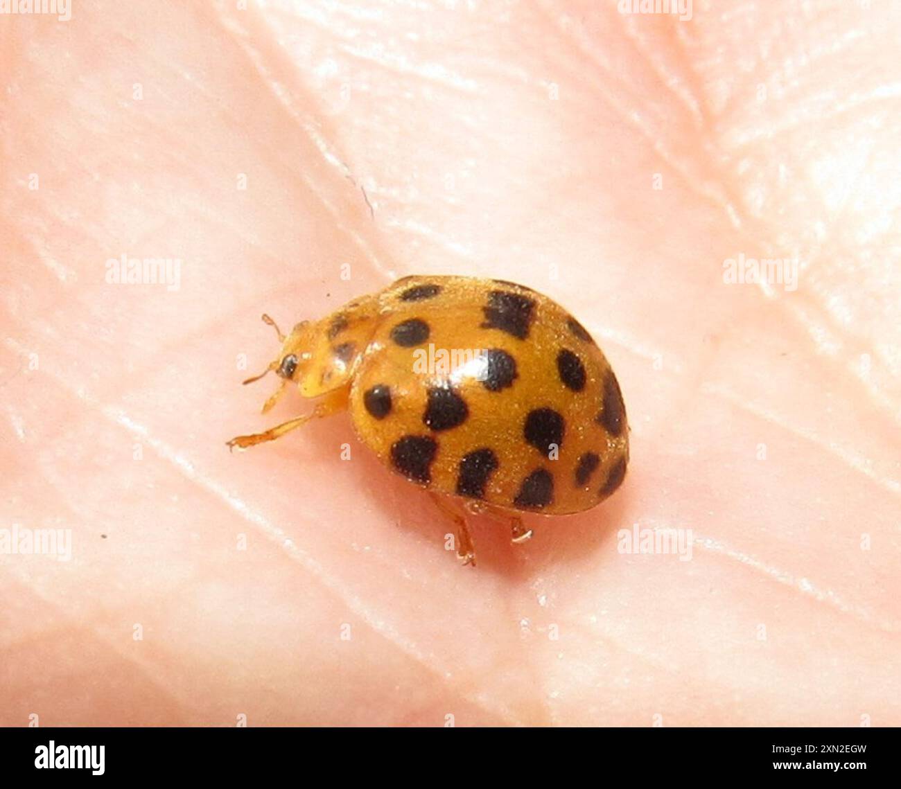 Vigintioctopunctata hi-res stock photography and images - Alamy