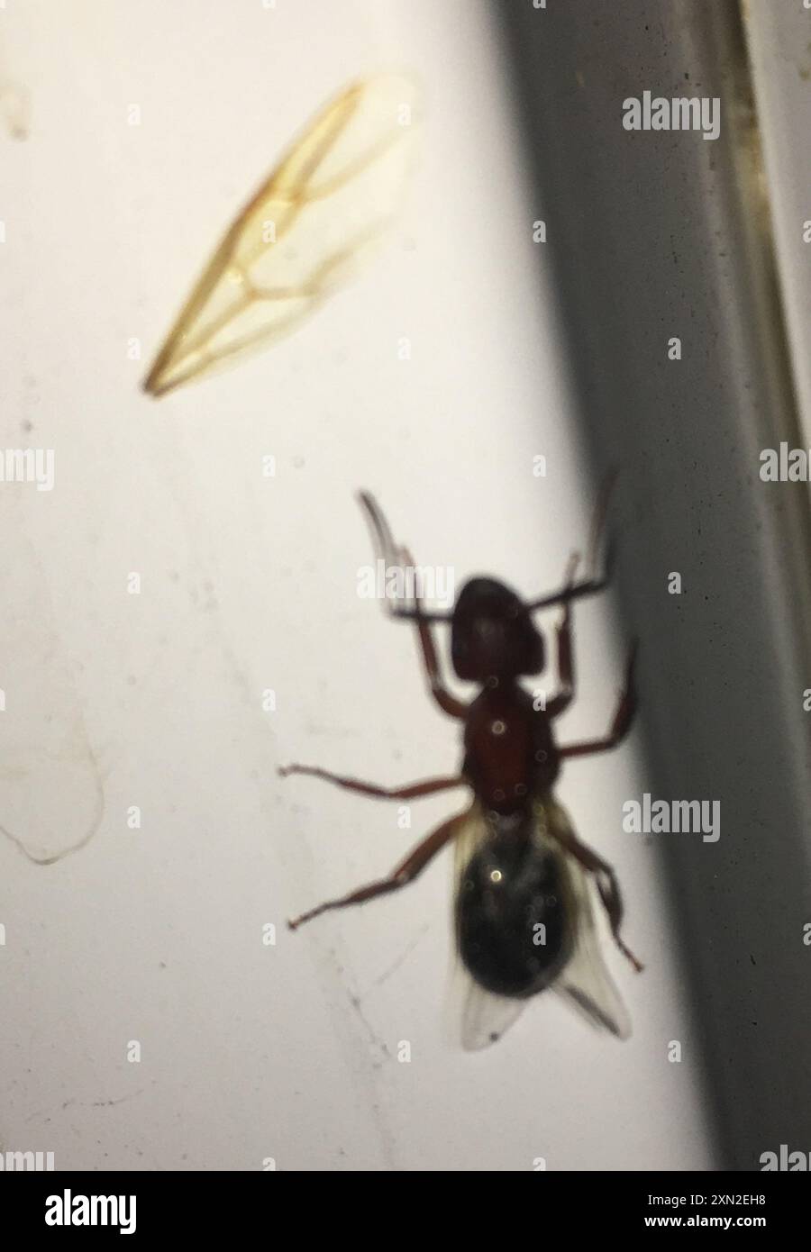 Florida Carpenter Ant (Camponotus floridanus) Insecta Stock Photo - Alamy