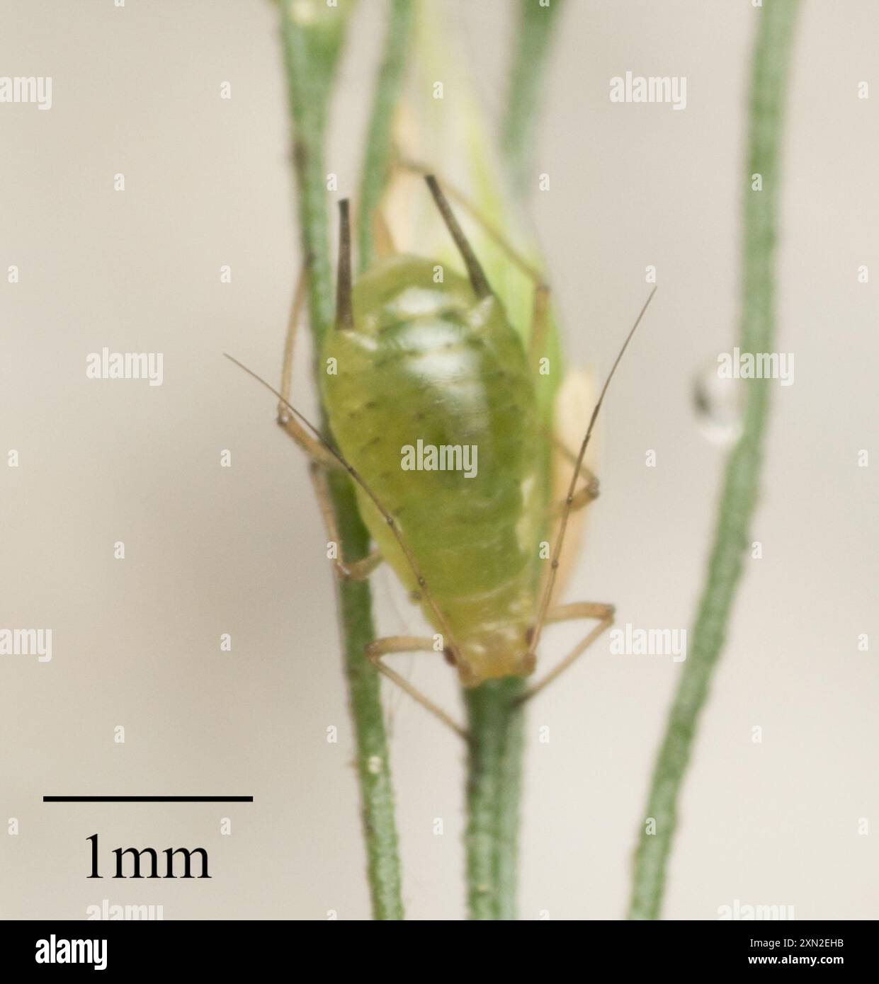 Grain Aphid (Sitobion fragariae) Insecta Stock Photo - Alamy