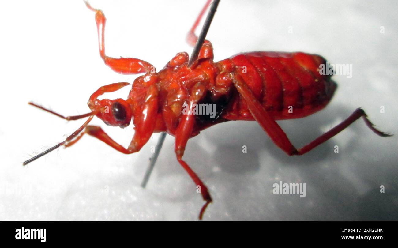 Millipede Assassin Bugs (Ectrichodiinae) Insecta Stock Photo - Alamy